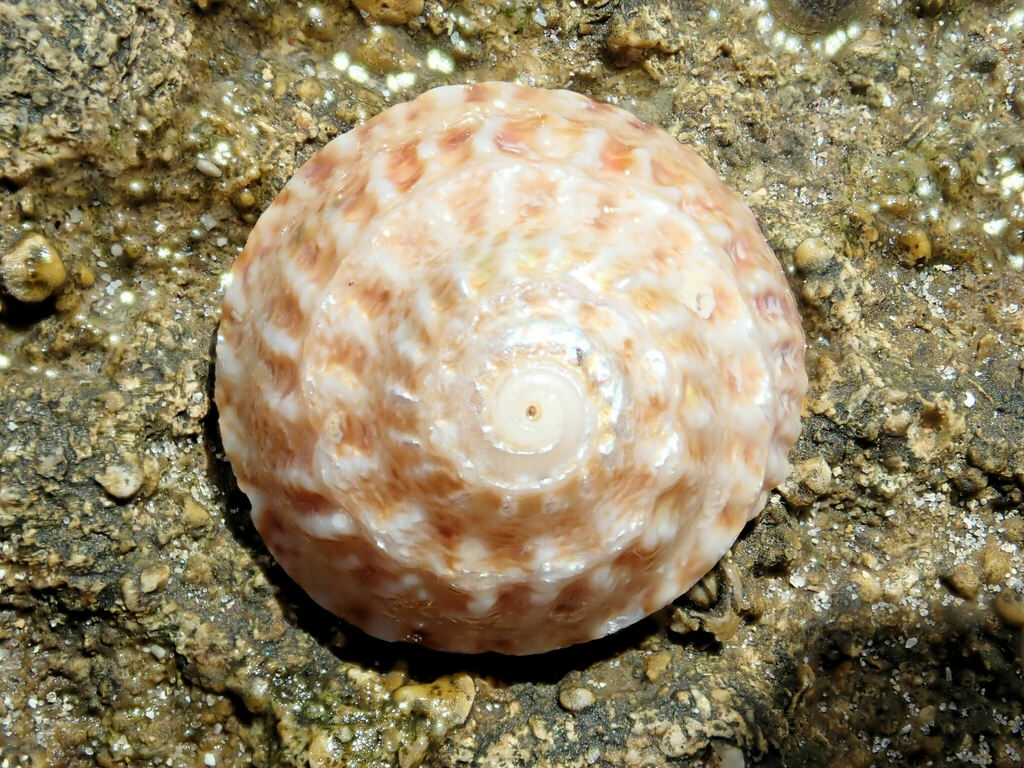 scaly small star from Sellicks Reef, SA, Australia on January 30, 2024 ...