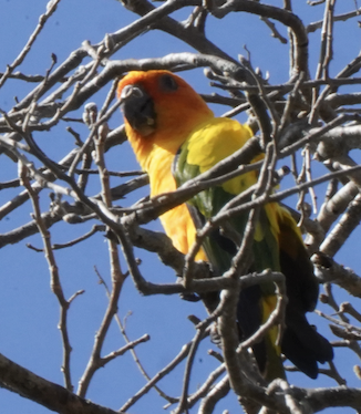 Sun Parakeet in January 2024 by Rebecca Shivvers · iNaturalist