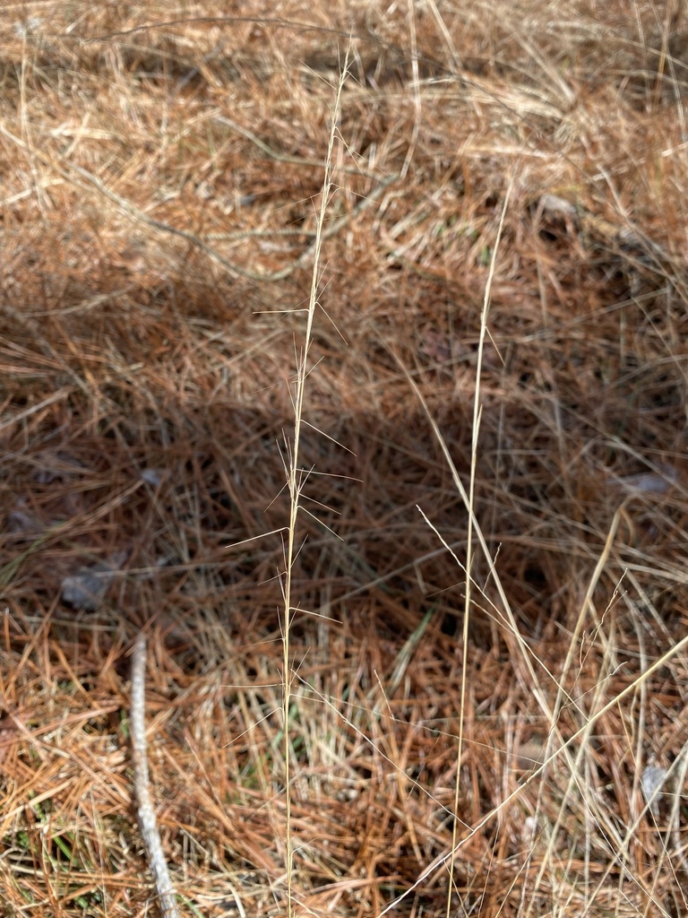 Arrowfeather Threeawn from James River National Wildlife Refuge, North ...