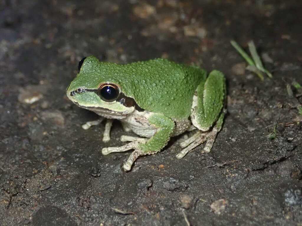 Pacific chorus frog from Montara, CA, USA on January 29, 2024 at 07:55 ...