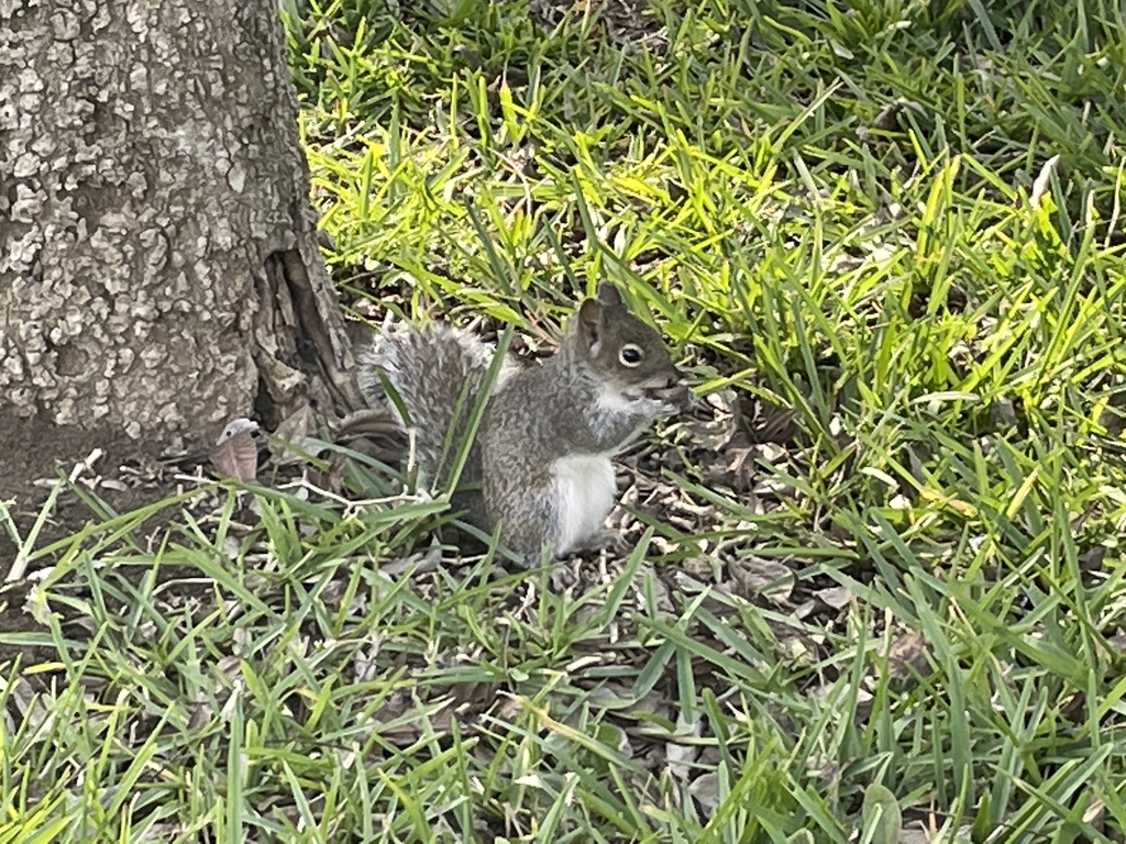 Allen's Squirrel from Las Cristalinas, Santiago, N.L., MX on January 30 ...