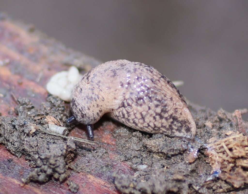 Milky Slug from Los Nietos, La Habra, CA 90631, USA on January 30, 2024 ...