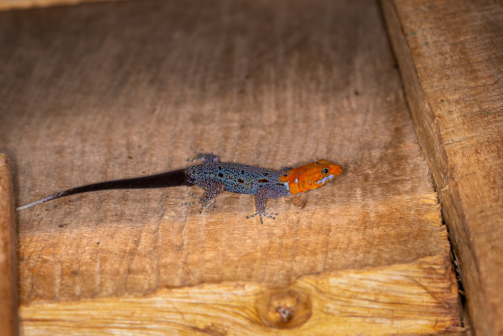 Yellow-headed Gecko from Corredor Caribe, Talamanca, Limón, CR on ...