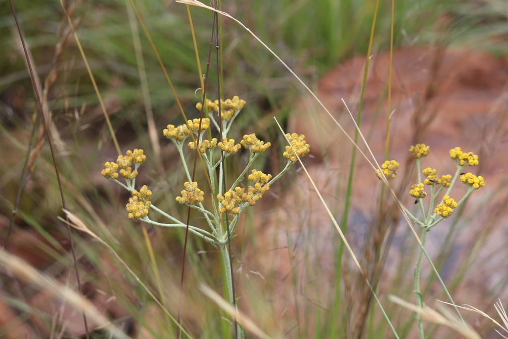 Icholocholo from Fochville, South Africa on January 30, 2024 at 12:39 ...