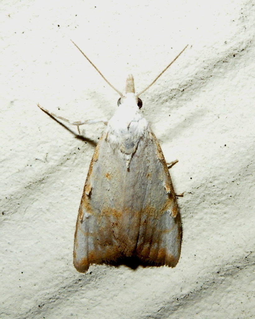 Sorghum Webworm Moth from Long Island, Southold, NY, US on June 9, 2012 ...