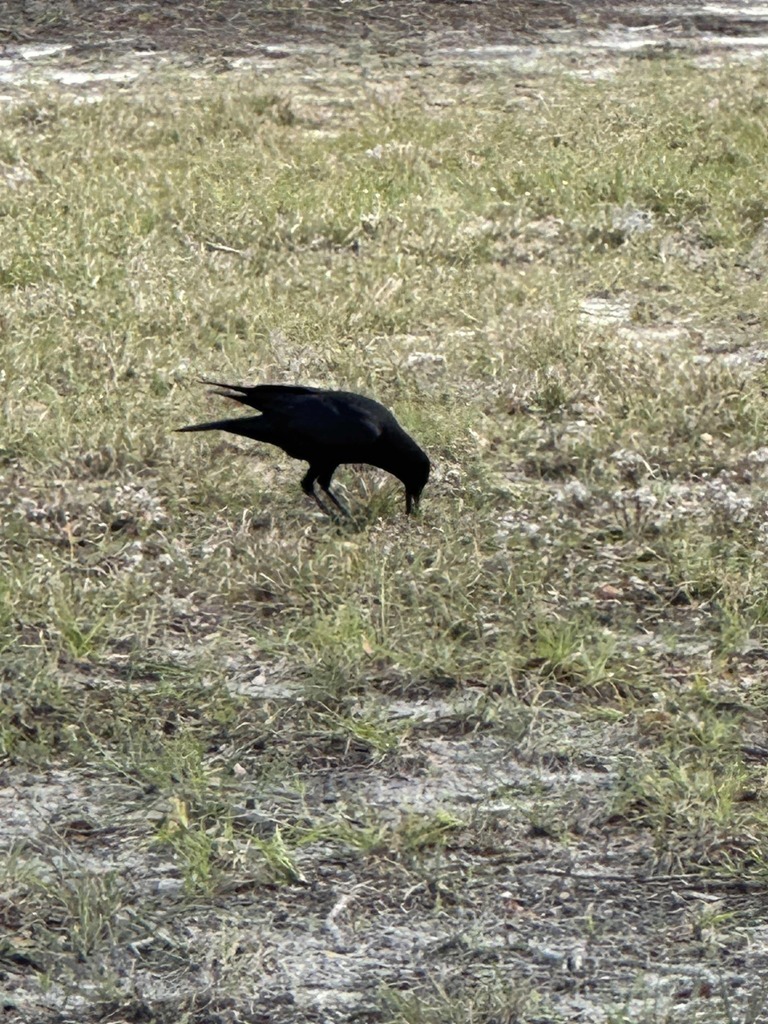 Crows and Ravens from Tampa, FL, USA on January 10, 2024 at 01:31 PM by ...