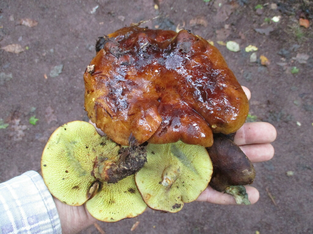 ash-tree bolete in October 2016 by Dave Wasilewski · iNaturalist
