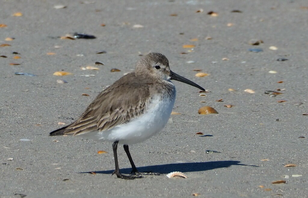 Dunlin from Nassau County, FL, USA on January 30, 2024 at 11:44 AM by ...