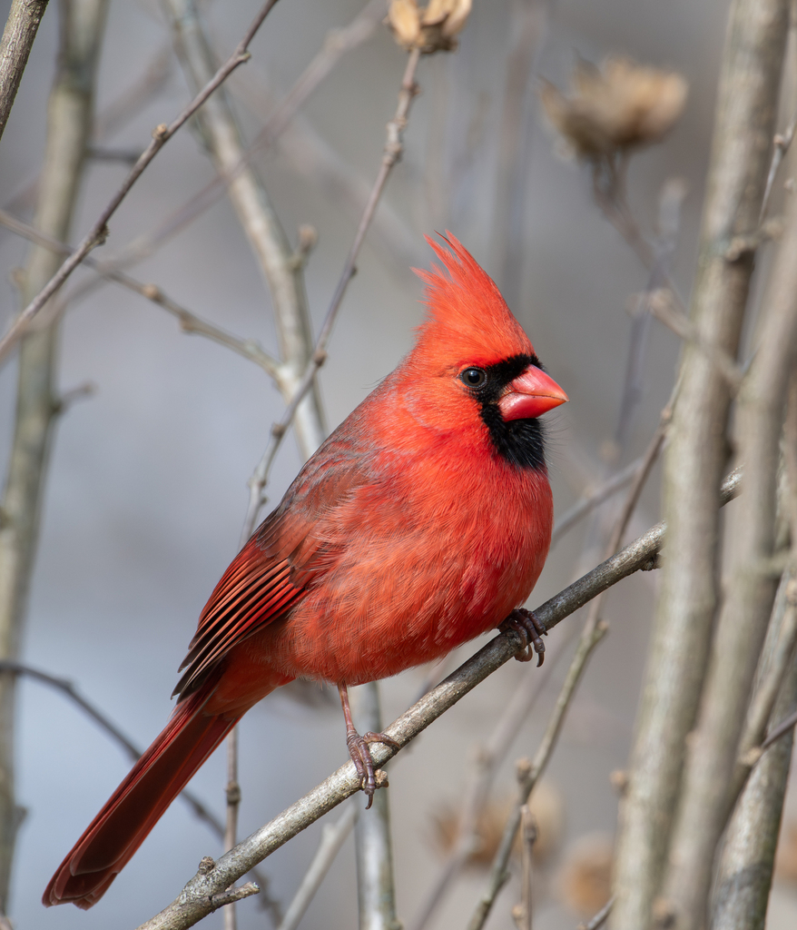 Northern Cardinal from Danbury, CT, USA on January 1, 2024 at 11:22 AM ...