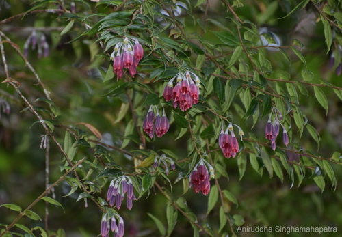 Agapetes atrosanguinea · iNaturalist