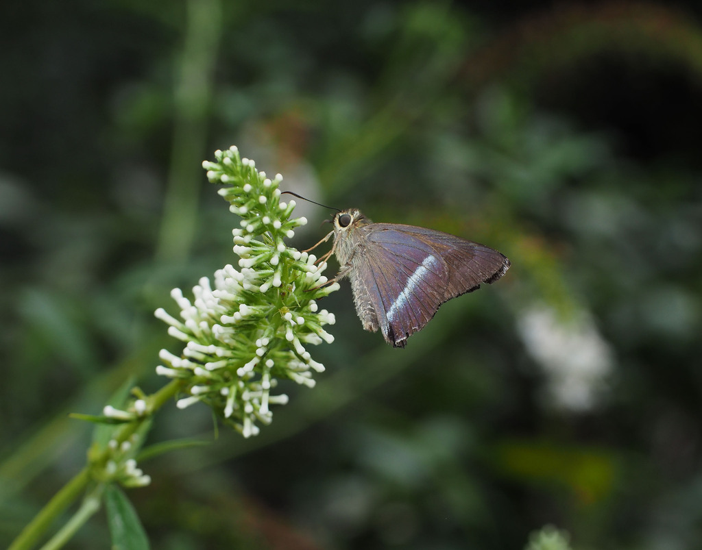 Common Banded Awl from Mount Coot-Tha QLD 4066, Australia on January 29 ...