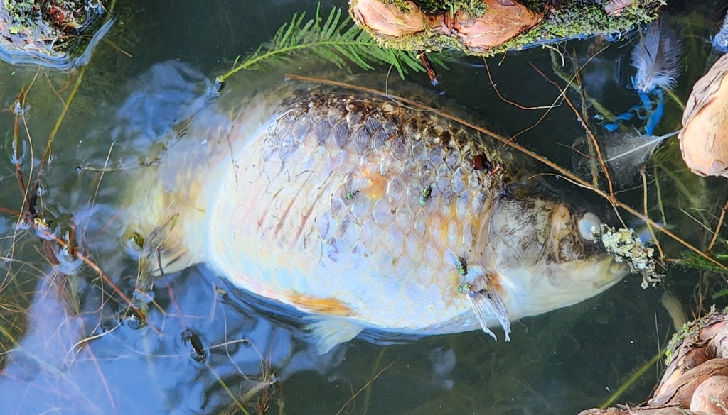 Goldfish from Knighton Road, Hillcrest, Hillcrest, Hamilton 3216, New ...