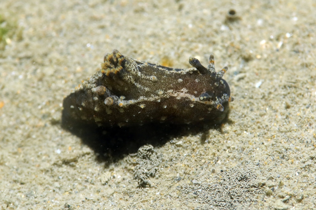 Hedgpeth's Dorid from Hérault, Languedoc-Roussillon, FR on January 30 ...