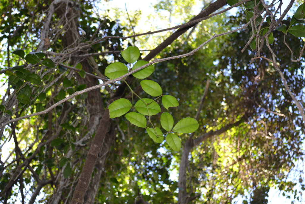 Native Grape in June 2019 by PeterCopping · iNaturalist