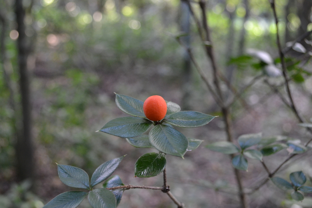Chain Fruit in June 2019 by pcopping_ecp · iNaturalist