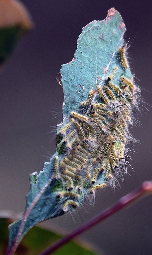 Gum Leaf Skeletonizer from Chiltern Valley VIC 3683, Australia on ...