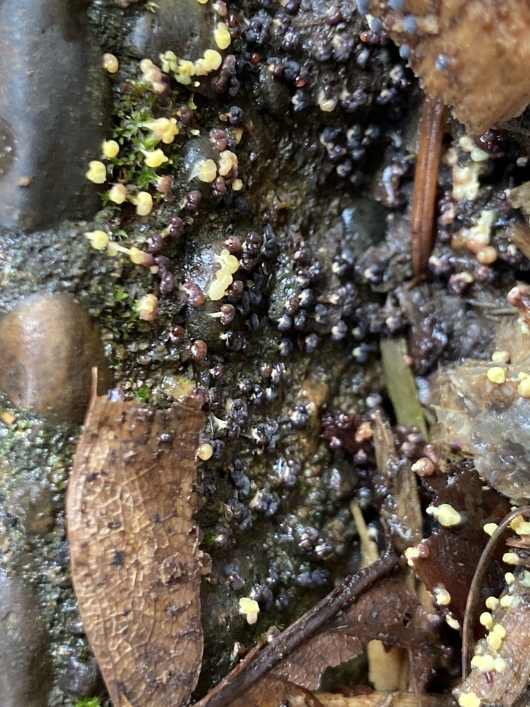 true slime molds in January 2024 by Andrea Wuenschel. Light yellow to ...