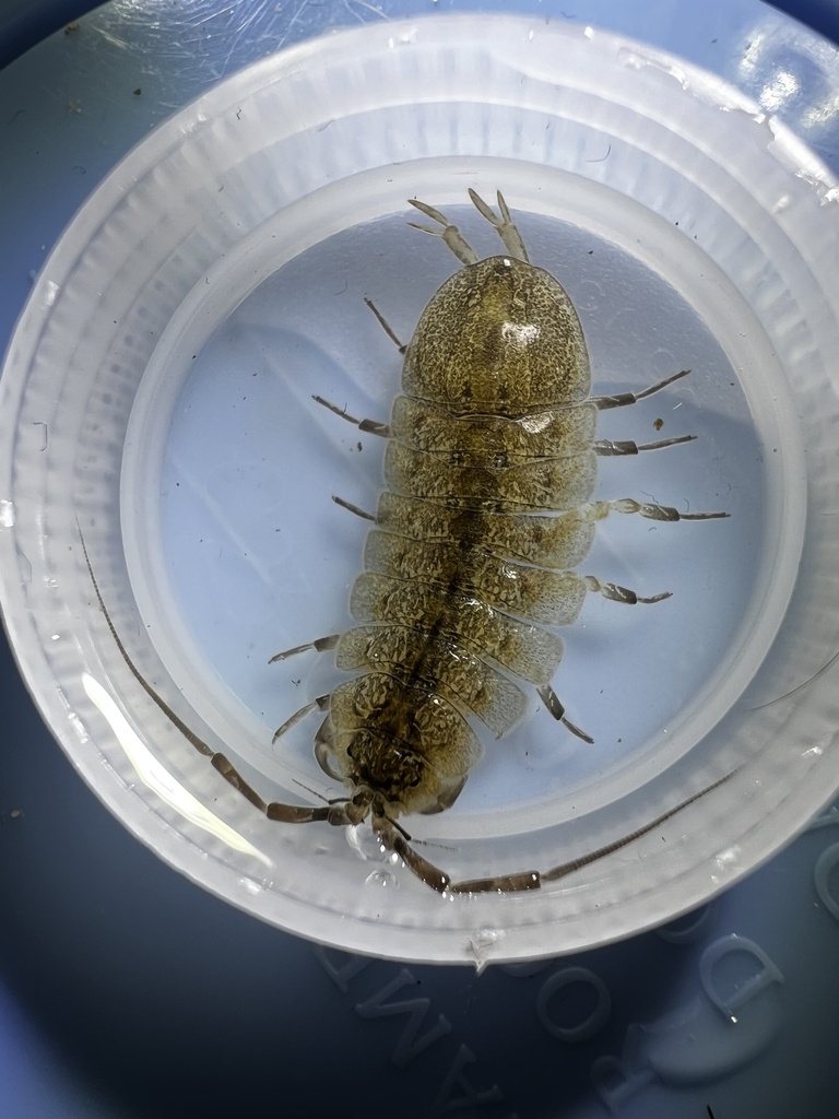Lirceus richardsonae (Isopods of the United States) · iNaturalist