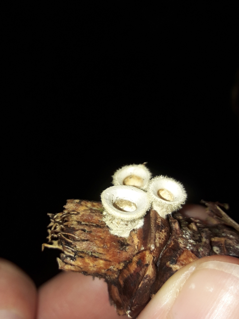 Nidula from Sandspit 0982, New Zealand on January 31, 2024 at 09:50 AM ...