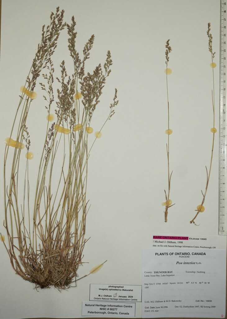 Inland Bluegrass from Canada, Ontario, THUNDER BAY County, Little Trout ...