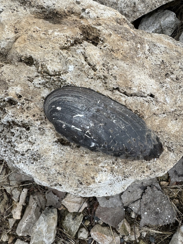 Black Sandshell from Mississippi River, Hampton, IL, US on January 30 ...