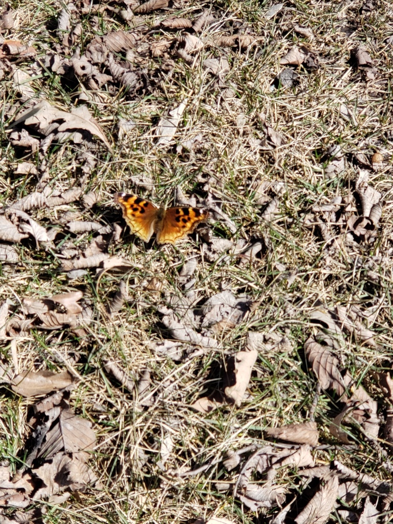 Nymphalis l-album j-album in April 2019 by Carla Church · iNaturalist