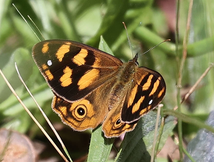 Solander's Brown from Healesville VIC 3777, Australia on January 27, 2024 at 11:17 AM by Anne ...