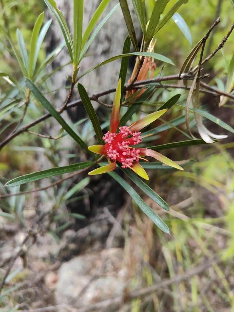 Mountain Devil from Sherwood NSW 2450, Australia on January 21, 2024 at ...