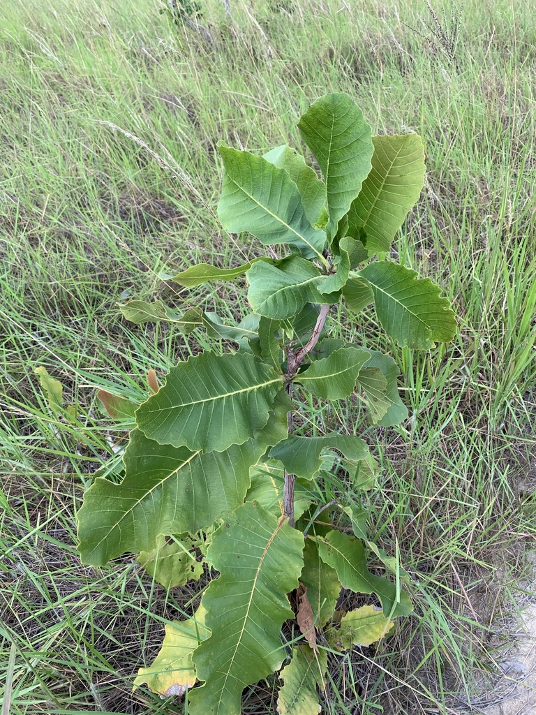Sandpaper tree from Surama on January 19, 2024 at 01:37 PM by Paul ...