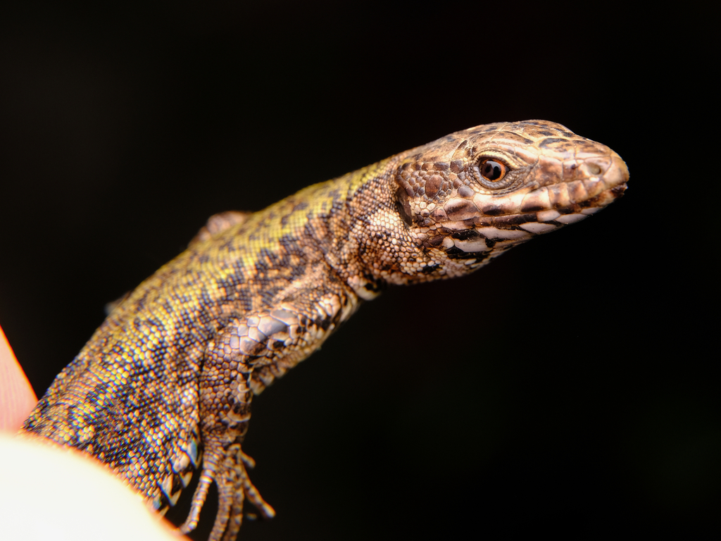 Common Wall Lizard from Rockland, Victoria, BC, Canada on January 30 ...