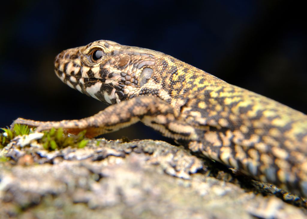 Common Wall Lizard from Rockland, Victoria, BC, Canada on January 30 ...