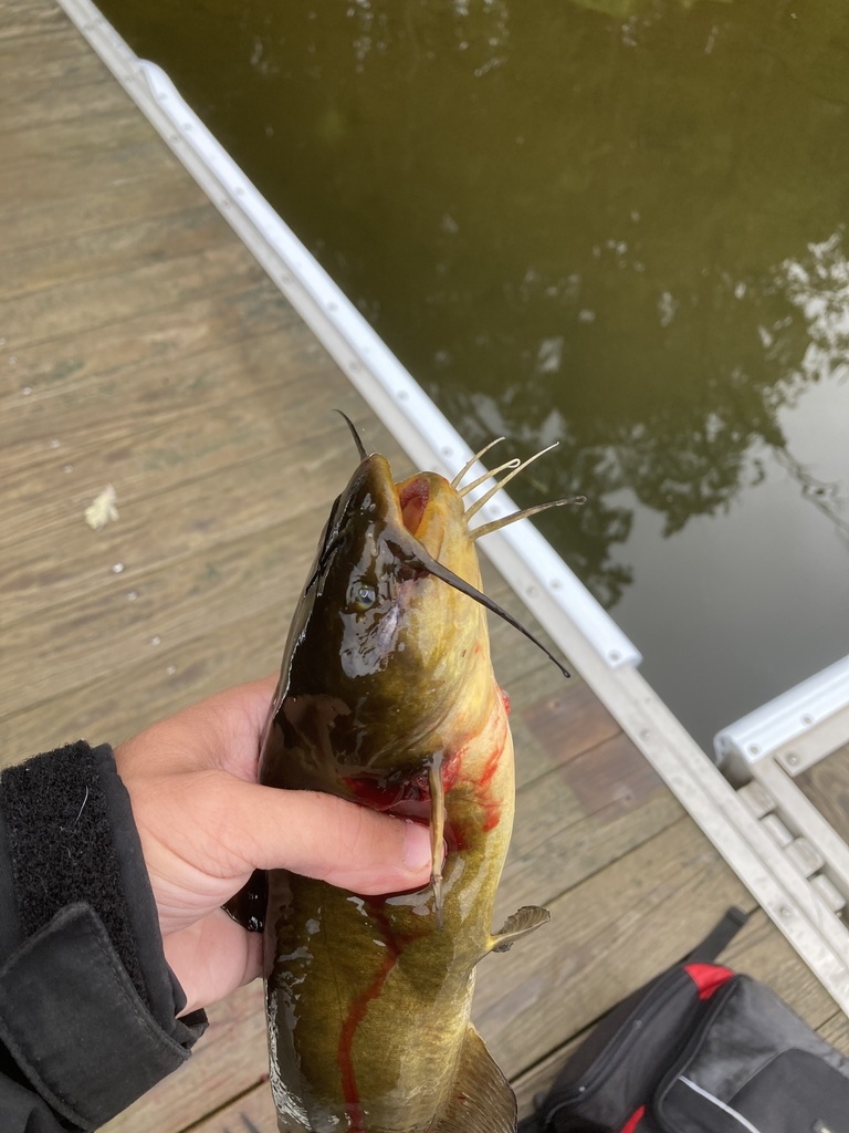Yellow Bullhead in September 2022 by Alexander Travia · iNaturalist