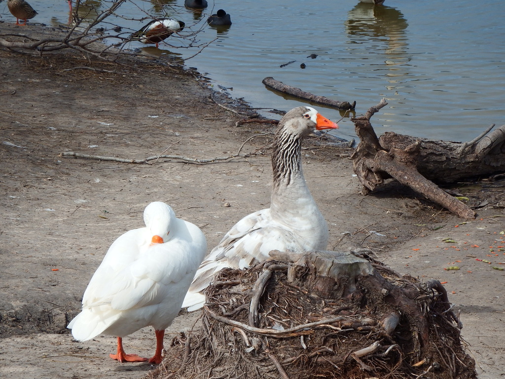 Domestic Greylag × Domestic Swan Goose from South Side, Corpus Christi ...