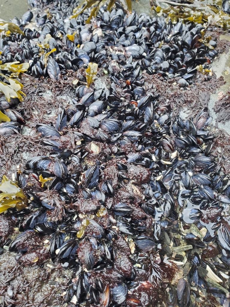 Northern Bay Mussel from Sitka, AK, USA on January 30, 2024 at 11:46 AM ...