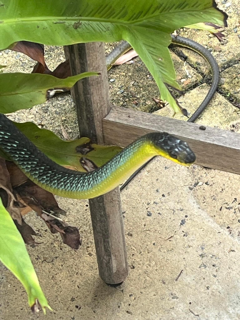 Common Tree Snake from Orange Green, North Turramurra, NSW, AU on ...