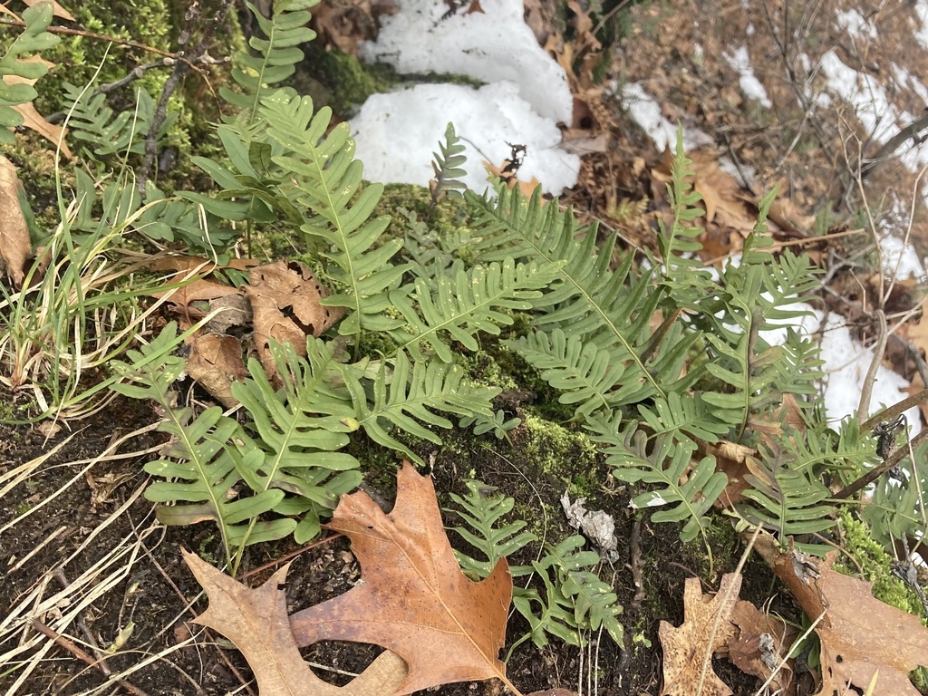 rock polypody in January 2024 by Daniel Pohl · iNaturalist