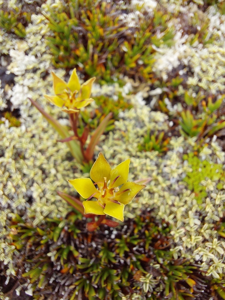 Campynema lineare from Cradle Mountain TAS 7306, Australia on January ...