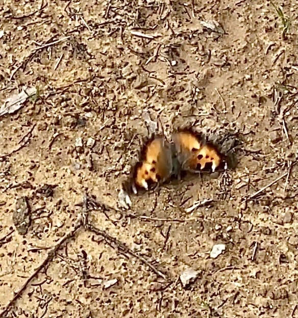 California Tortoiseshell from Almaden Quicksilver County Park, San Jose ...