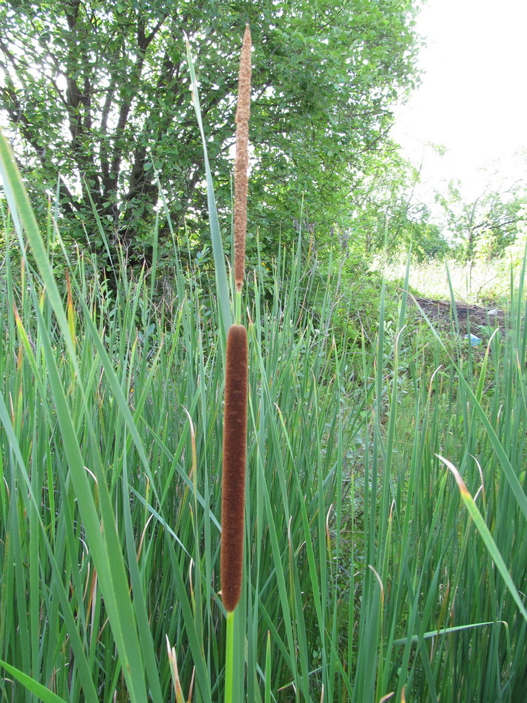 narrow-leaved cattail from Ленинский район, Гродно, Беларусь on July 17 ...