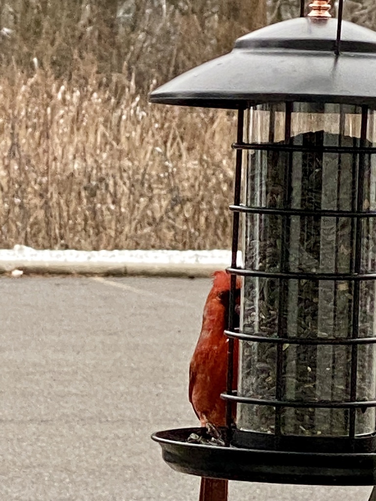 Northern Cardinal from Webster, NY, US on January 30, 2024 at 08:33 AM ...