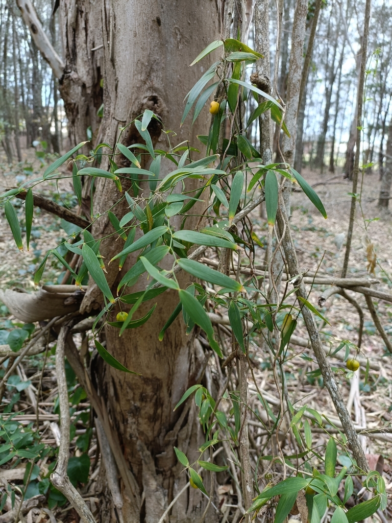 Wombat Berry from Wyee Point NSW 2259, Australia on January 31, 2024 at ...