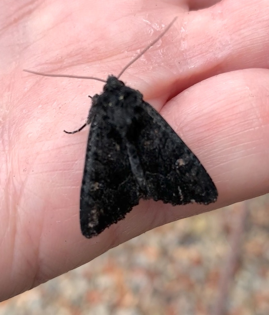 black turnip moth from Thornhill Cl, Black Range, NSW, AU on January 28 ...