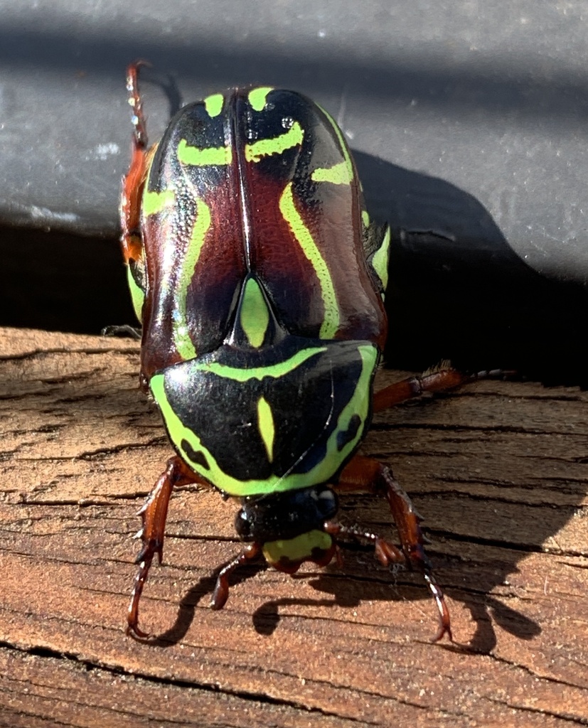 Fiddler Beetle from Thornhill Cl, Black Range, NSW, AU on January 29 ...