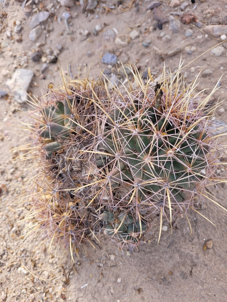 Stout Needle Mulee in January 2024 by Priscilla Titus · iNaturalist