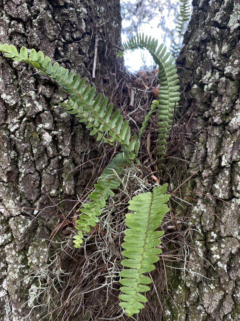 Fishbone Fern from University of South Florida, Tampa, FL, US on ...
