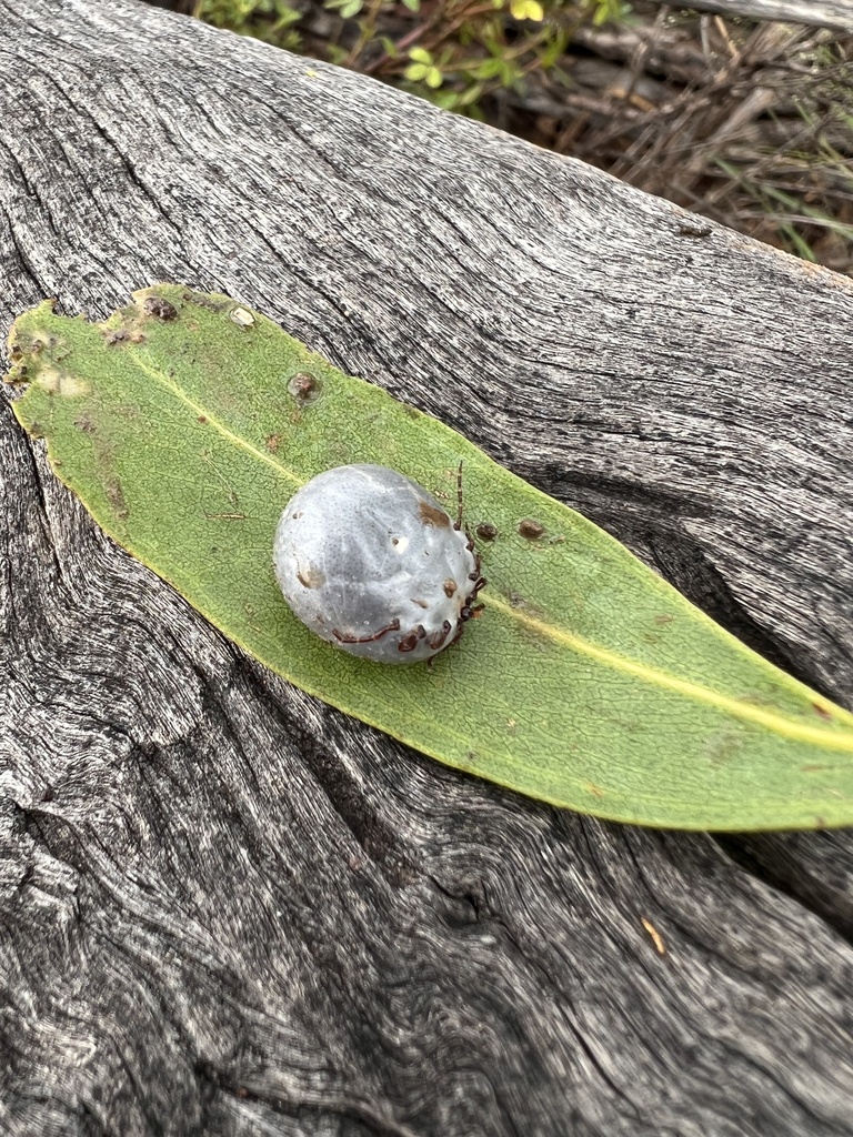 Hardbacked Ticks from Valley of Lagoons, QLD, AU on January 31, 2024 at ...