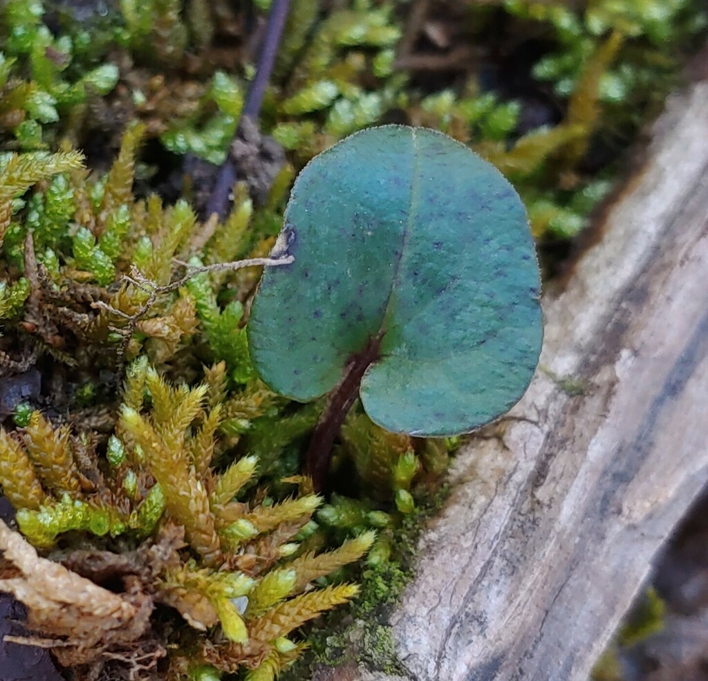 little heartleaf from Dekalb County, GA, USA on January 30, 2024 at 11: ...