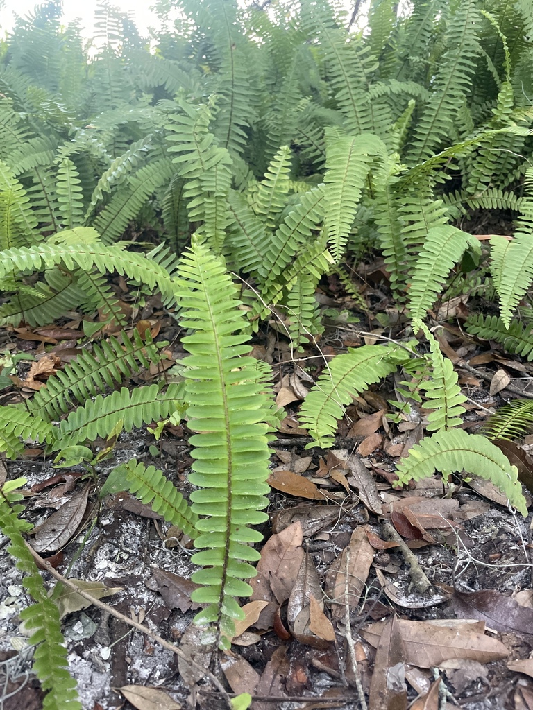 Fishbone Fern from University of South Florida on January 30, 2024 by ...