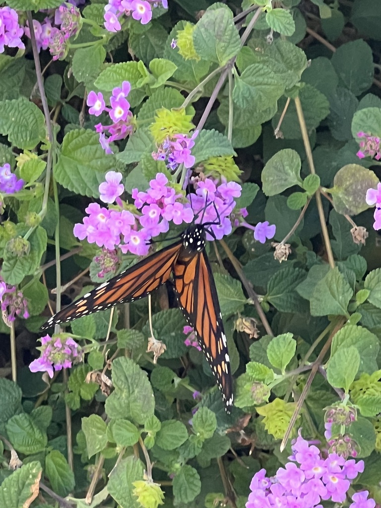Monarch from Lakeline Mall Dr, Austin, TX, US on October 20, 2022 at 06 ...