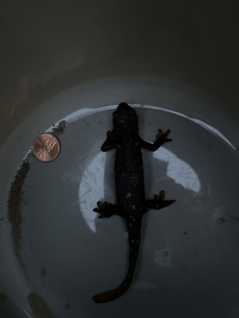Pacific Newts from Marin County, US-CA, US on January 30, 2024 at 05:41 ...